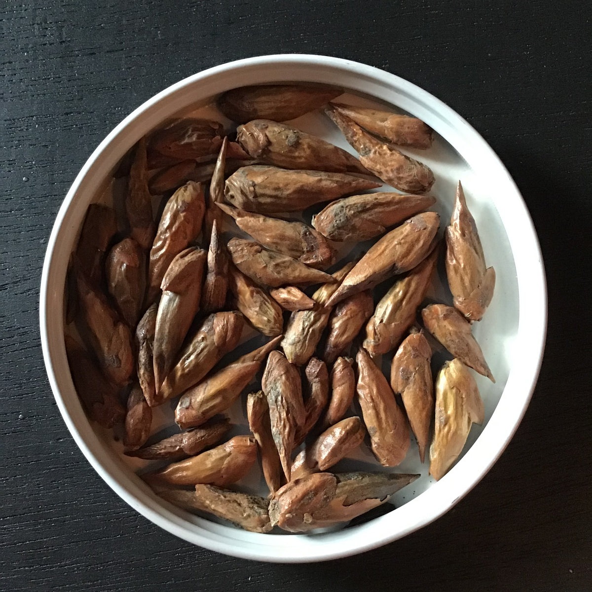 Poplar Buds - Balm of Gilead – Seven Sisters Ritual Apothecary