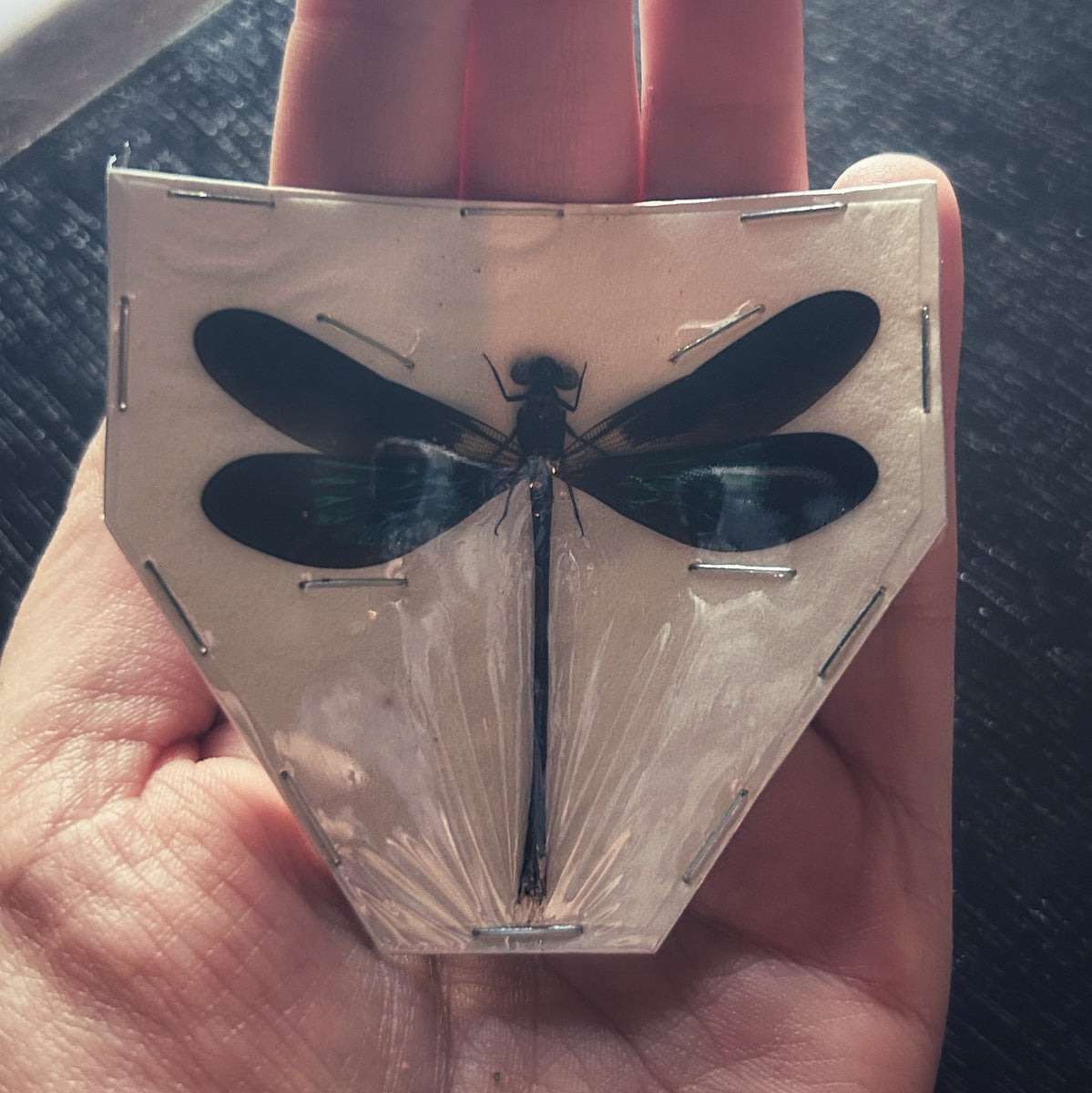 Insect Specimens – Seven Sisters Ritual Apothecary